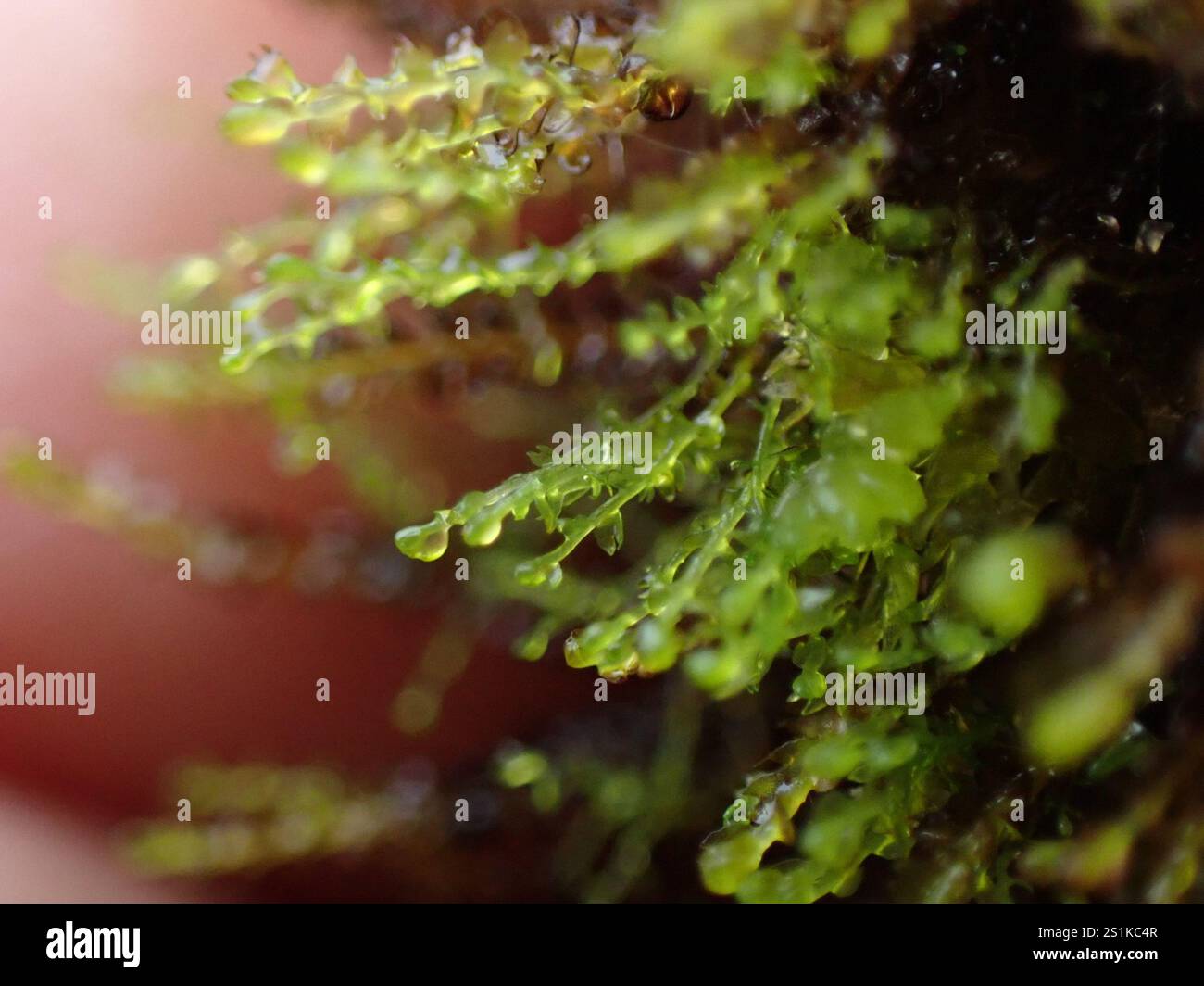 Inflated Notchwort (Gymnocolea inflata Stock Photo - Alamy