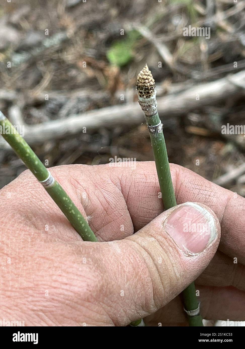 rough horsetail (Equisetum hyemale Stock Photo - Alamy