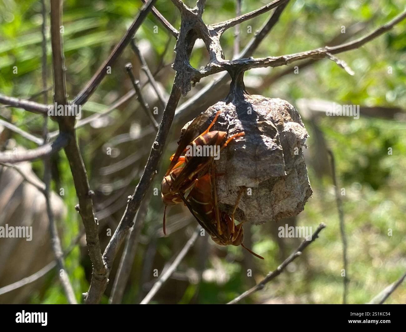 Southern Paper Wasp (Polistes bellicosus Stock Photo - Alamy