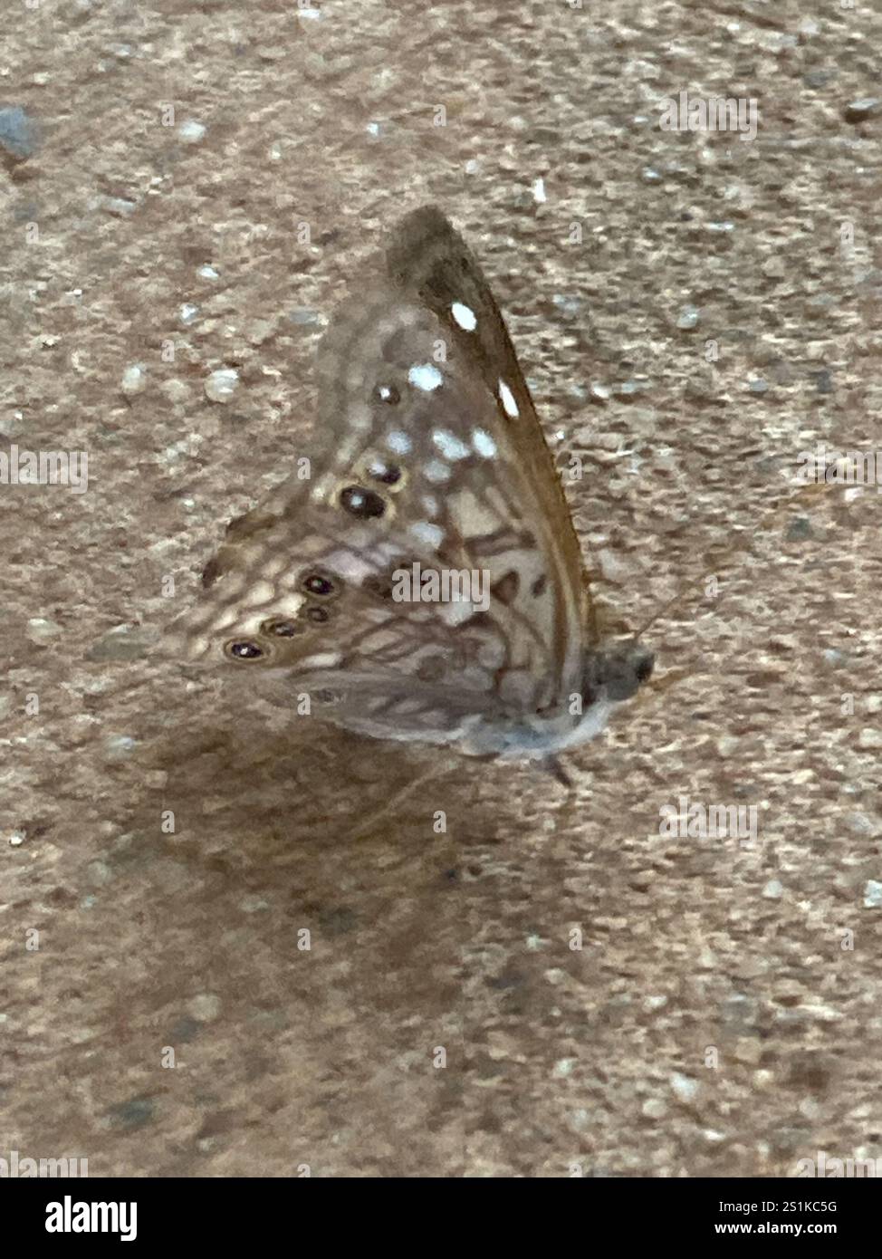 Hackberry Emperor (Asterocampa celtis Stock Photo - Alamy