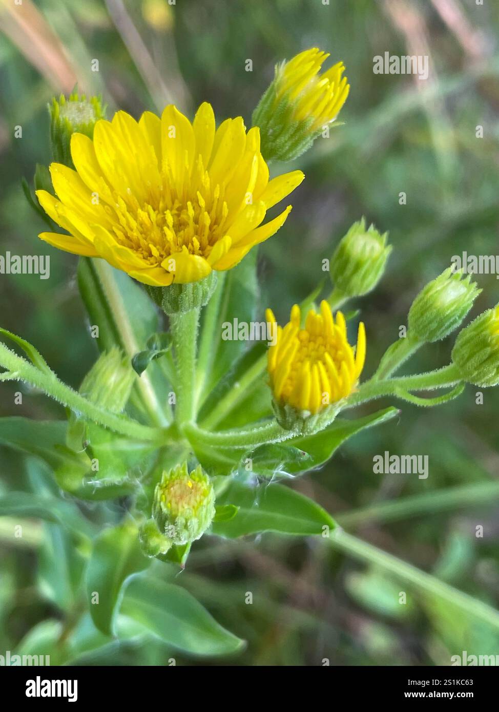 Maryland golden-aster (Chrysopsis mariana Stock Photo - Alamy