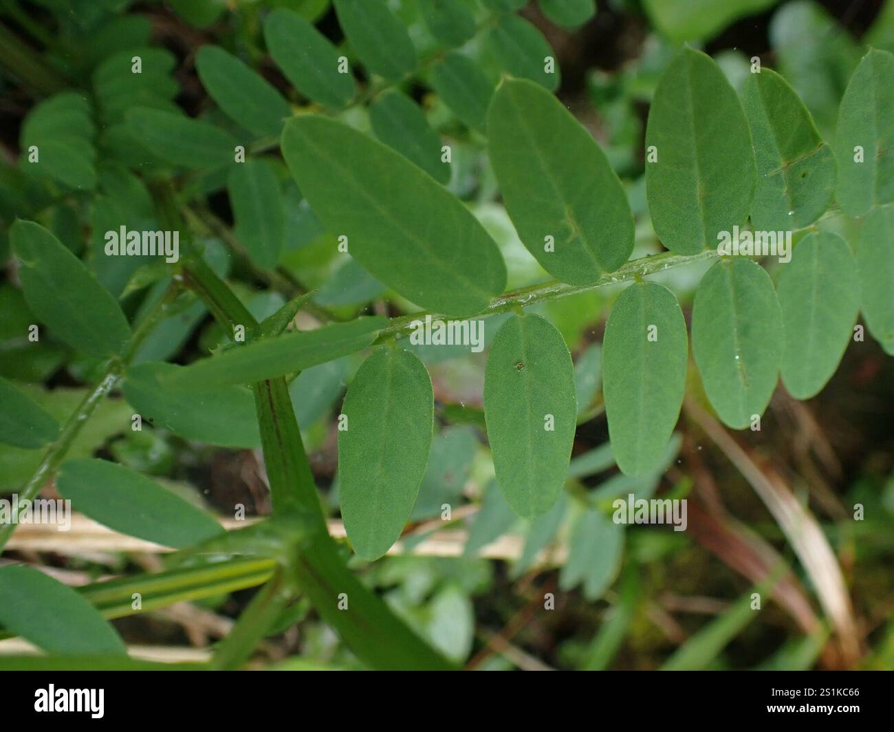 giant vetch (Vicia gigantea Stock Photo - Alamy