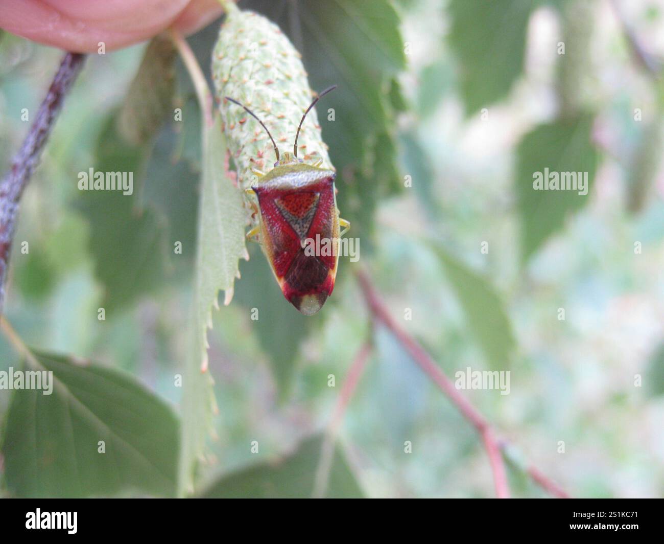 Birch Shield Bug (Elasmostethus interstinctus Stock Photo - Alamy