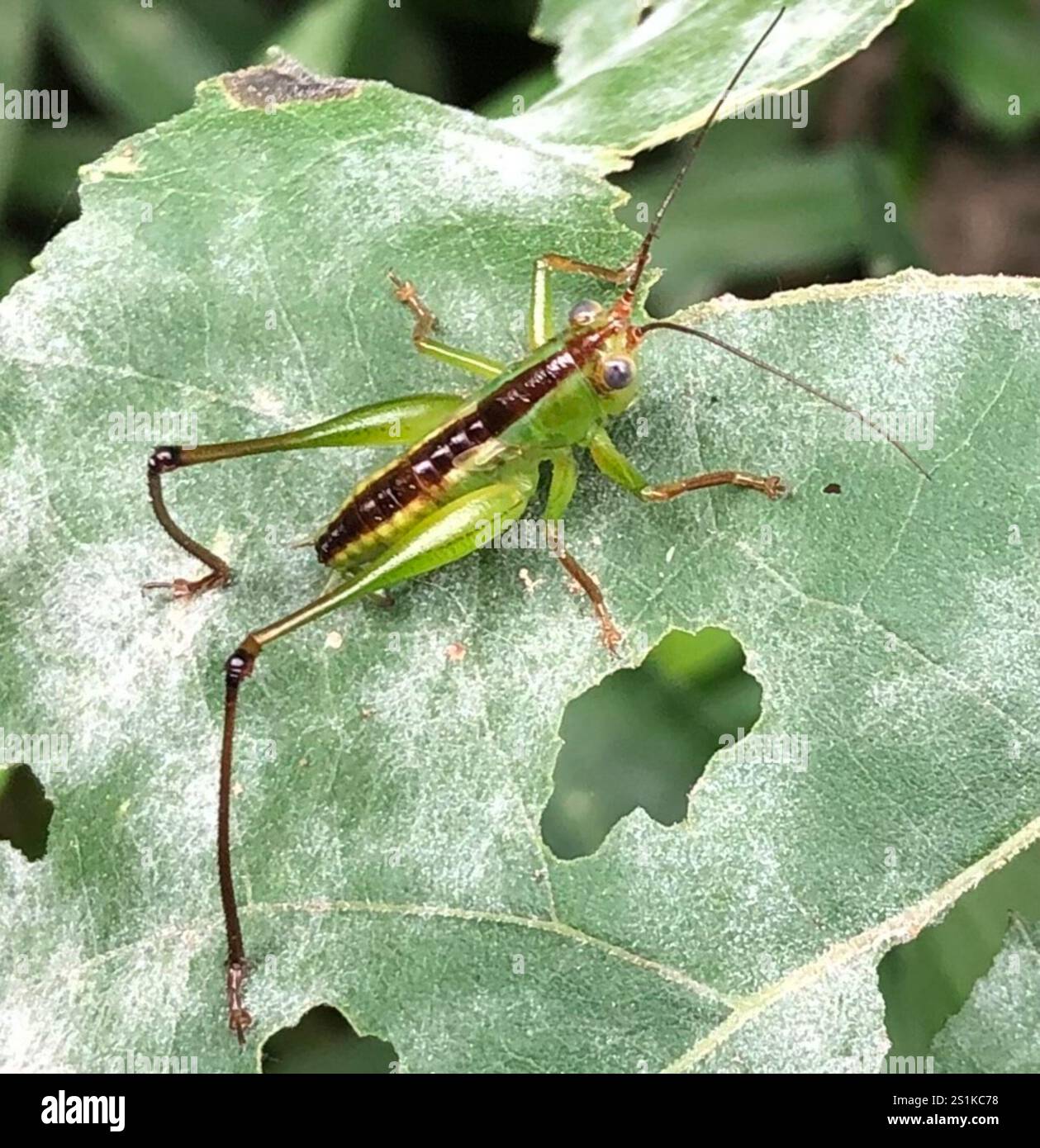Common Meadow Katydids (Conocephalini Stock Photo - Alamy