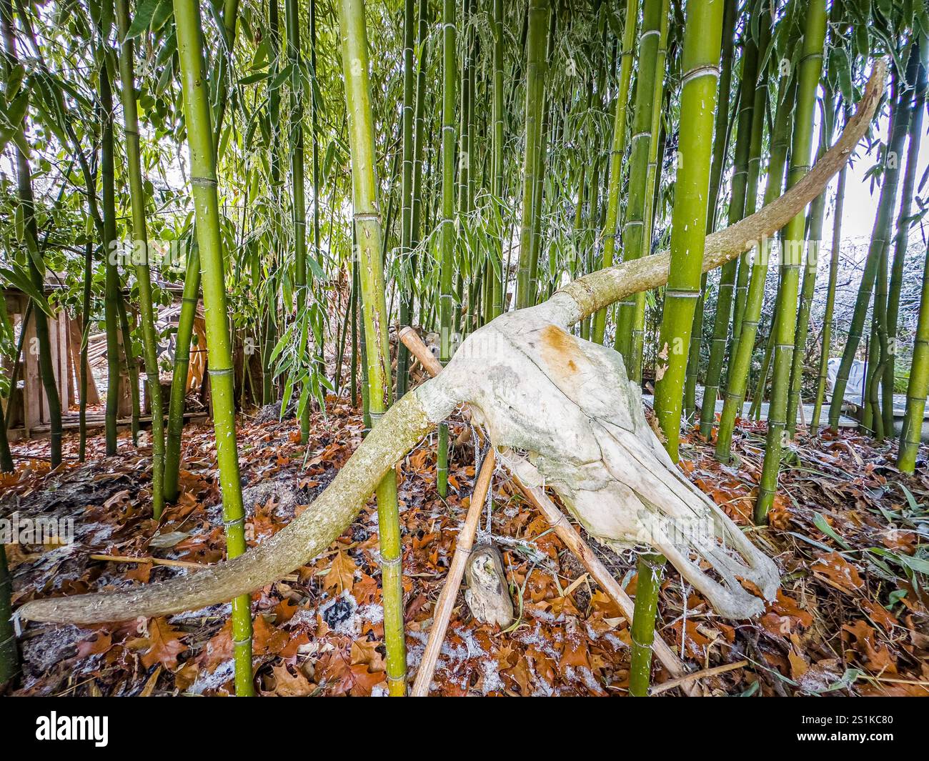 cow scull, bamboo forest, Phyllostachys nigra Henonis, stick, winter ...