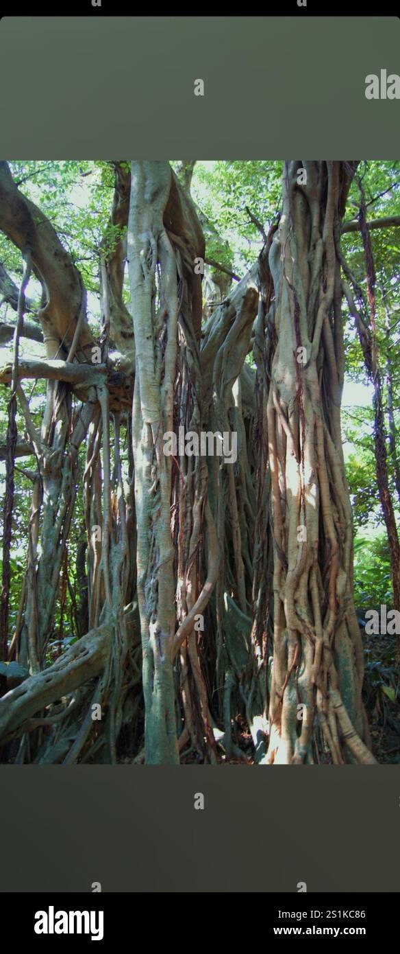 Chinese banyan (Ficus microcarpa Stock Photo - Alamy