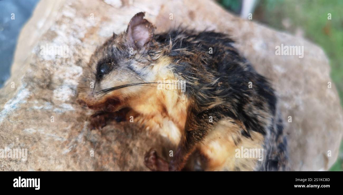 Northern Flying Squirrel (Glaucomys sabrinus Stock Photo - Alamy