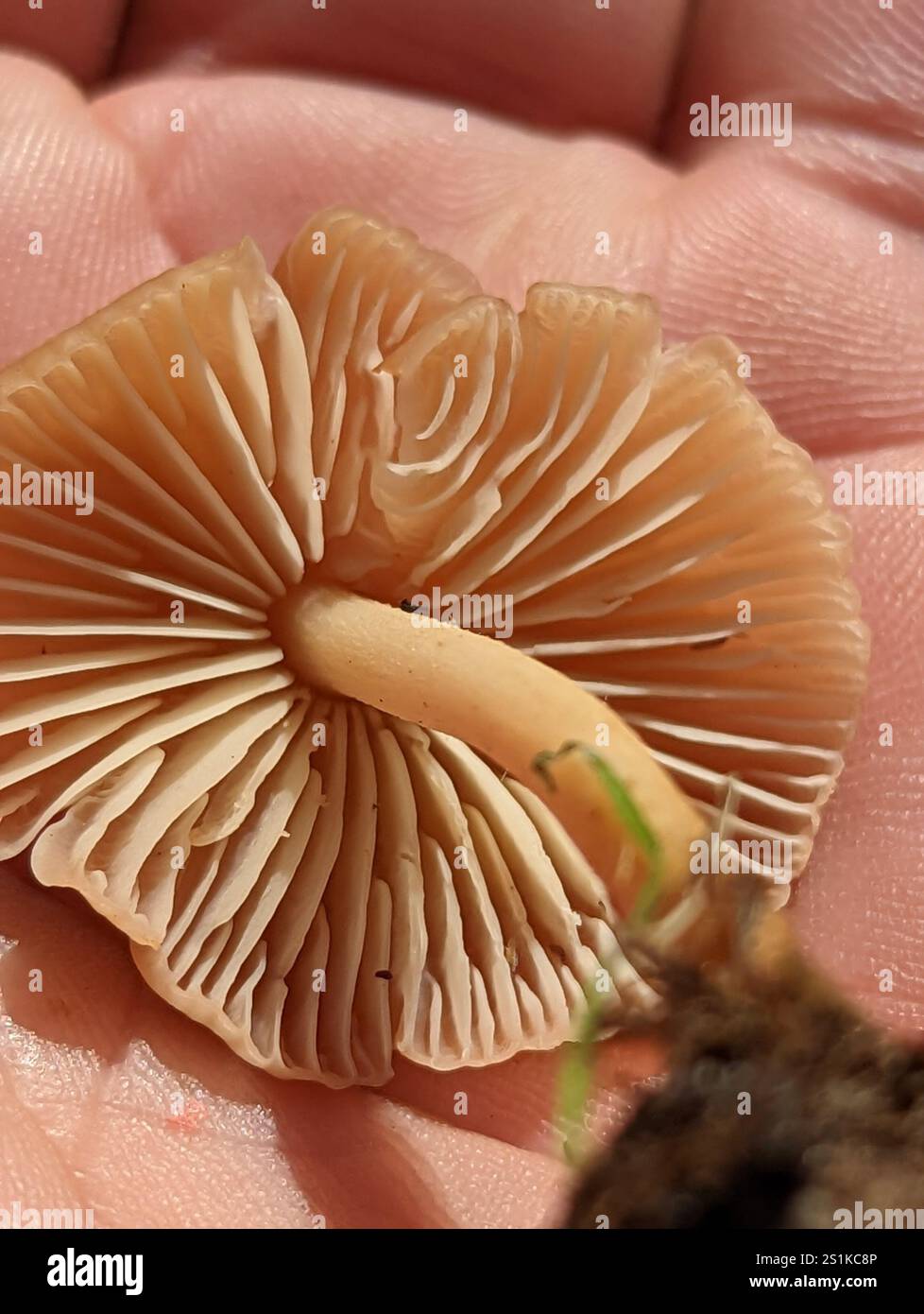 fairy ring marasmius (Marasmius oreades Stock Photo - Alamy
