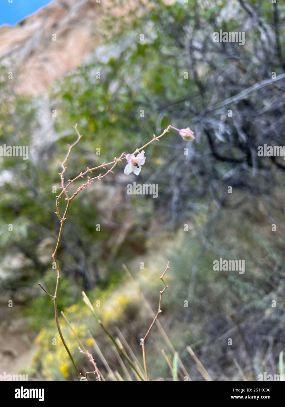 littleleaf mock orange (Philadelphus microphyllus Stock Photo - Alamy