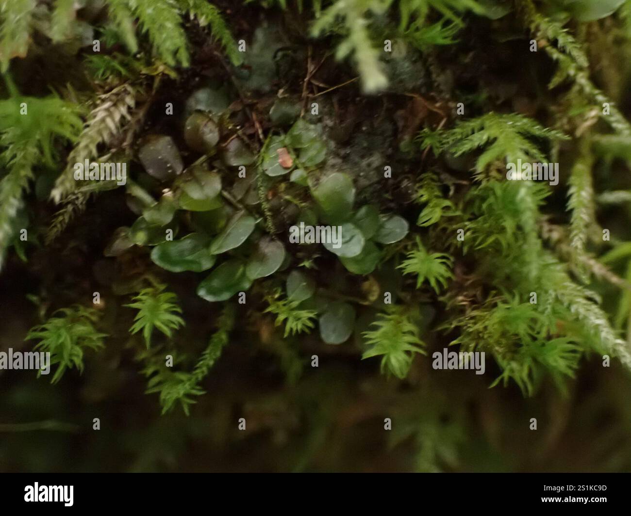 Long-beaked Thyme-moss (Plagiomnium rostratum Stock Photo - Alamy