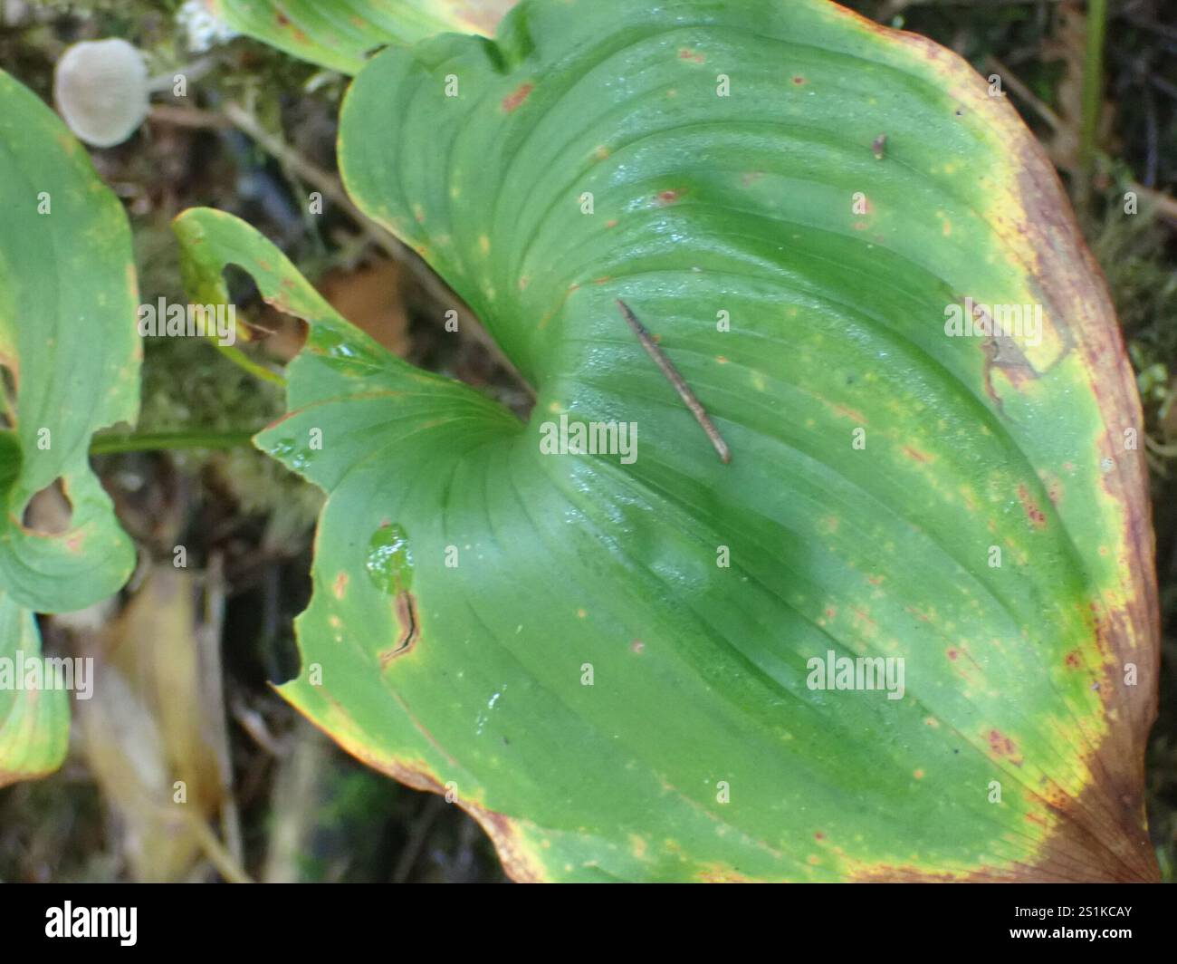 Western Lily of the Valley (Maianthemum dilatatum Stock Photo - Alamy