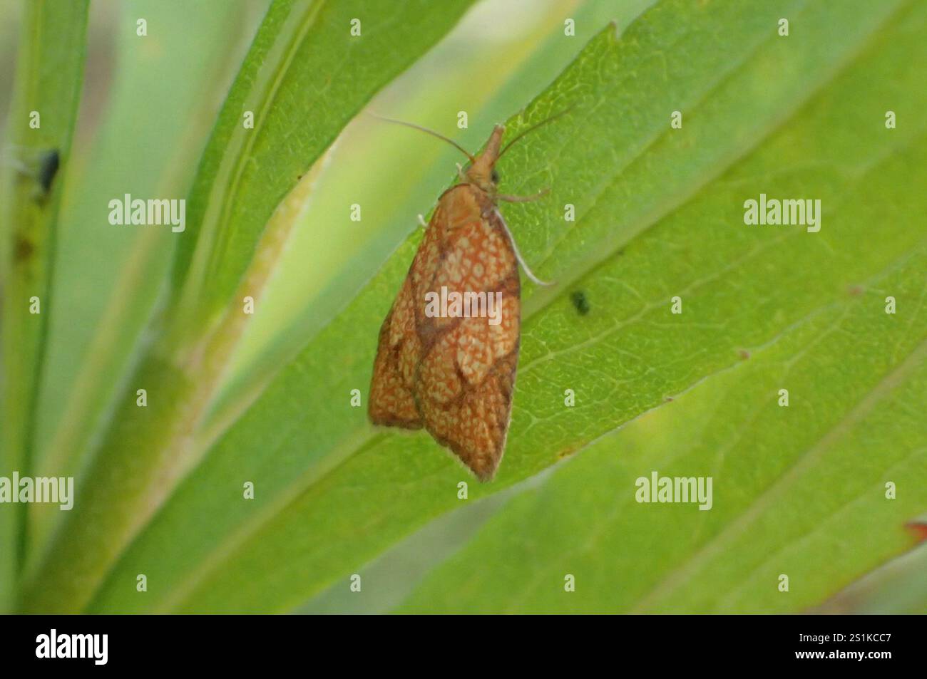 Reticulated Fruitworm Moth (Cenopis reticulatana Stock Photo - Alamy
