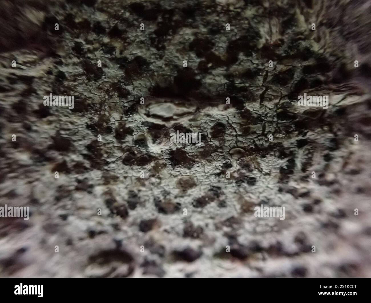 Asterisk Lichen (Arthonia radiata Stock Photo - Alamy