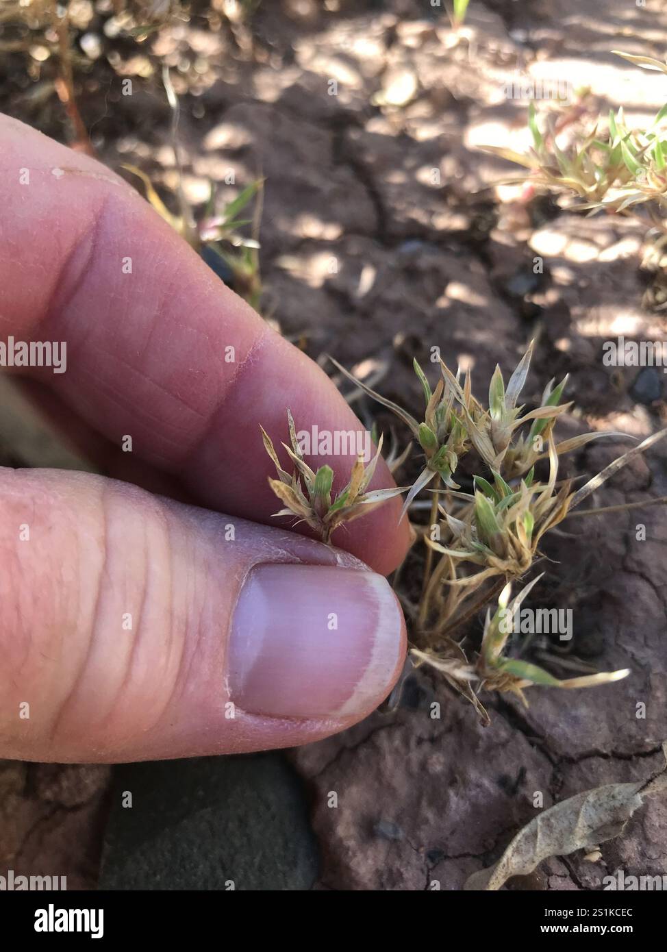 False Buffalograss (Munroa squarrosa Stock Photo - Alamy