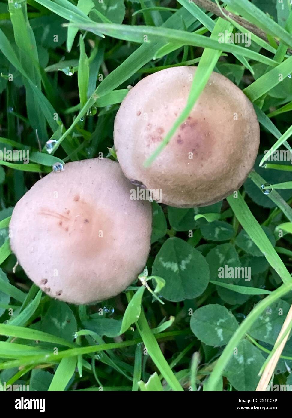 Mower's Mushroom (Panaeolus foenisecii Stock Photo - Alamy