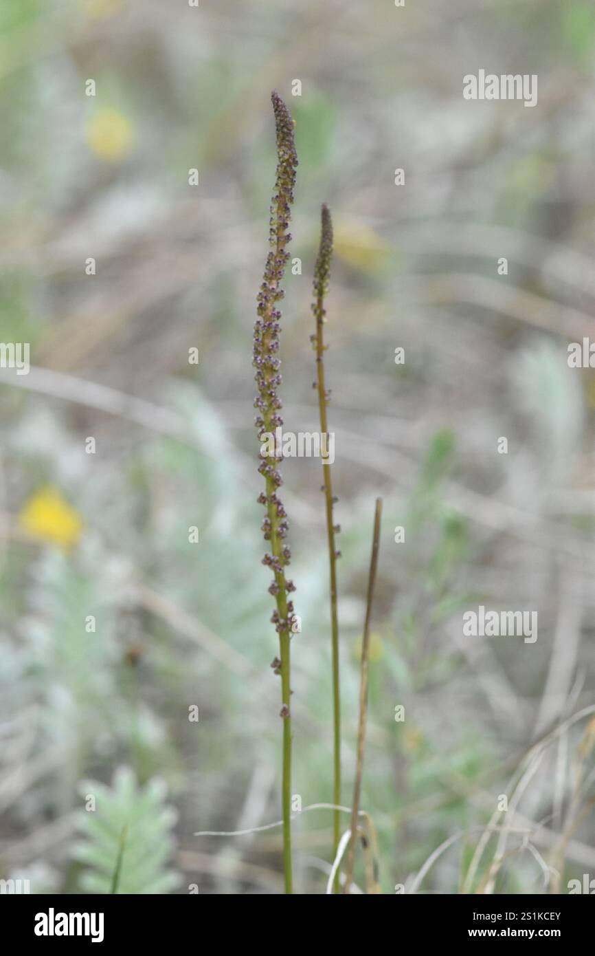 common arrowgrass (Triglochin maritima Stock Photo - Alamy