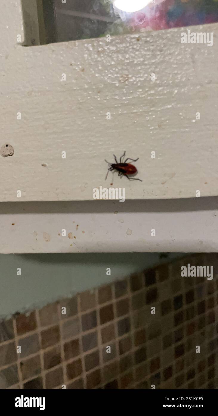 Eastern Boxelder Bug (Boisea trivittata Stock Photo - Alamy