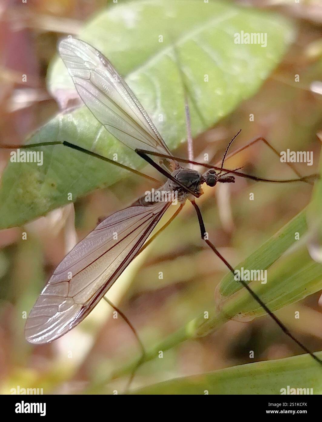 Typical Crane Flies (Tipuloidea Stock Photo - Alamy