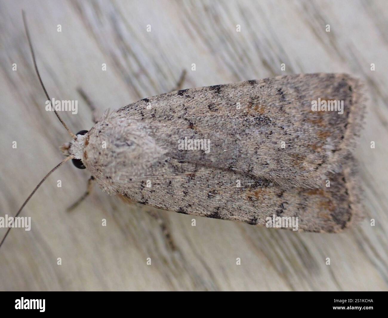 Pale Mottled Willow Moth (Caradrina clavipalpis Stock Photo - Alamy