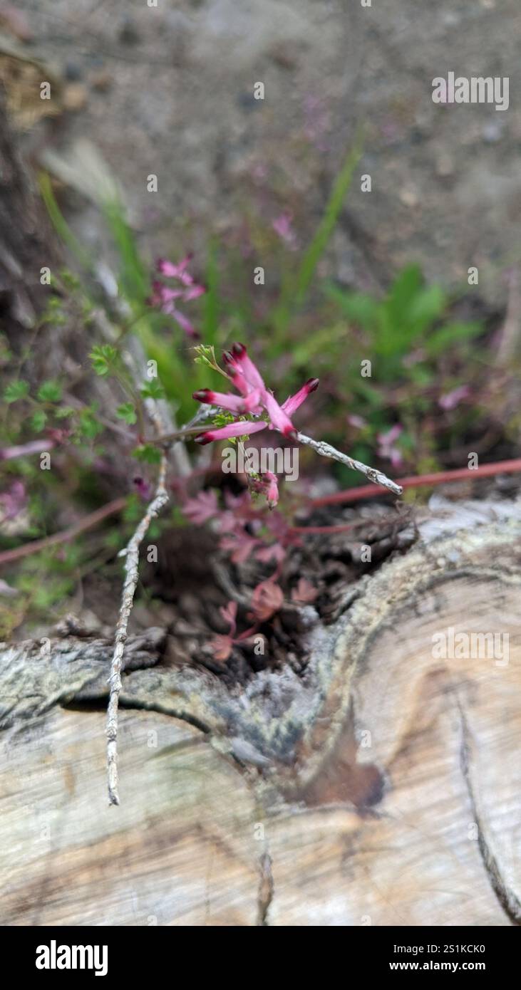 common ramping-fumitory (Fumaria muralis Stock Photo - Alamy