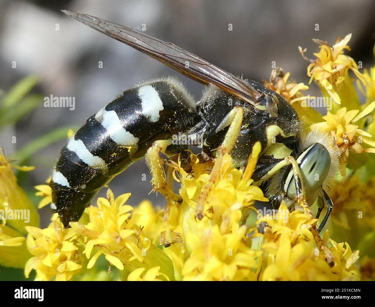 American Sand Wasp (Bembix americana Stock Photo - Alamy