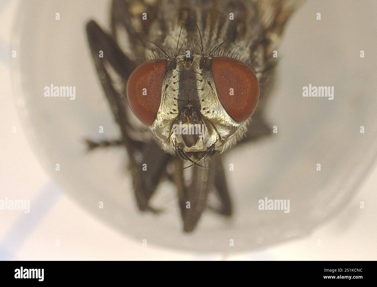 Common Flesh Flies (Sarcophaga Stock Photo - Alamy