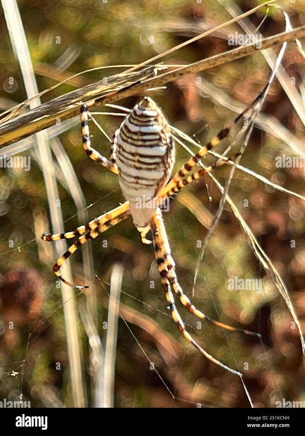 Banded Garden Spider (Argiope trifasciata Stock Photo - Alamy