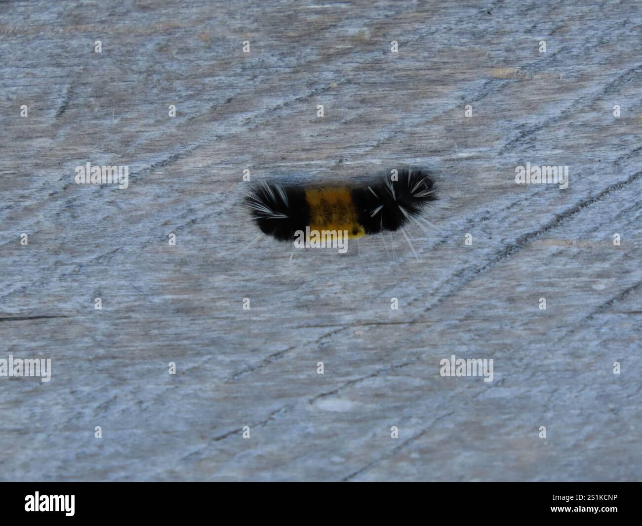 Spotted Tussock Moth (Lophocampa maculata Stock Photo - Alamy