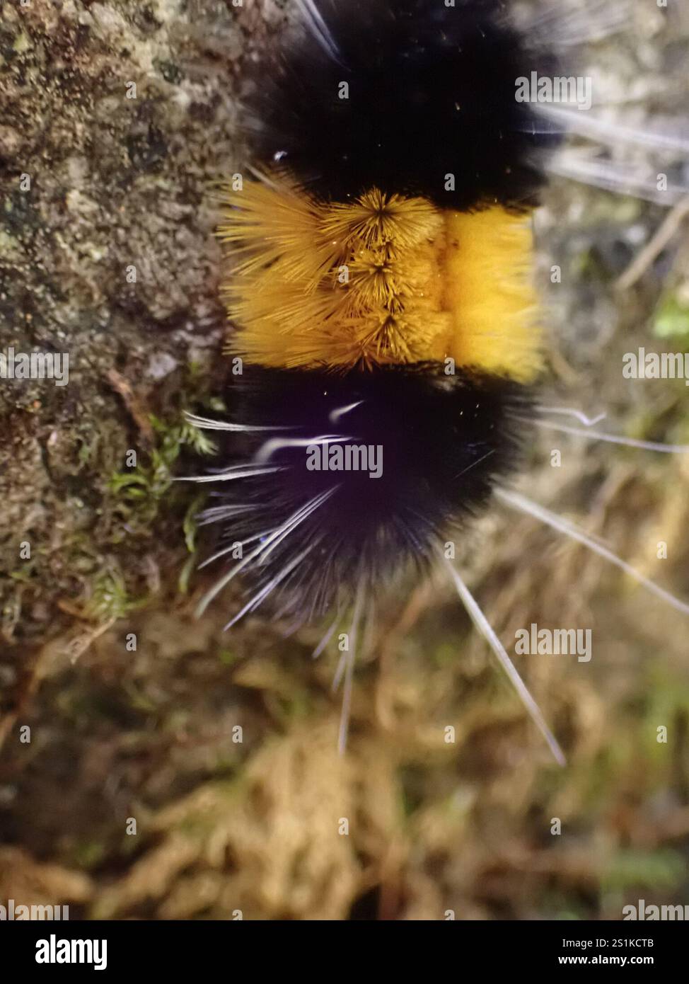 Spotted Tussock Moth (Lophocampa maculata Stock Photo - Alamy