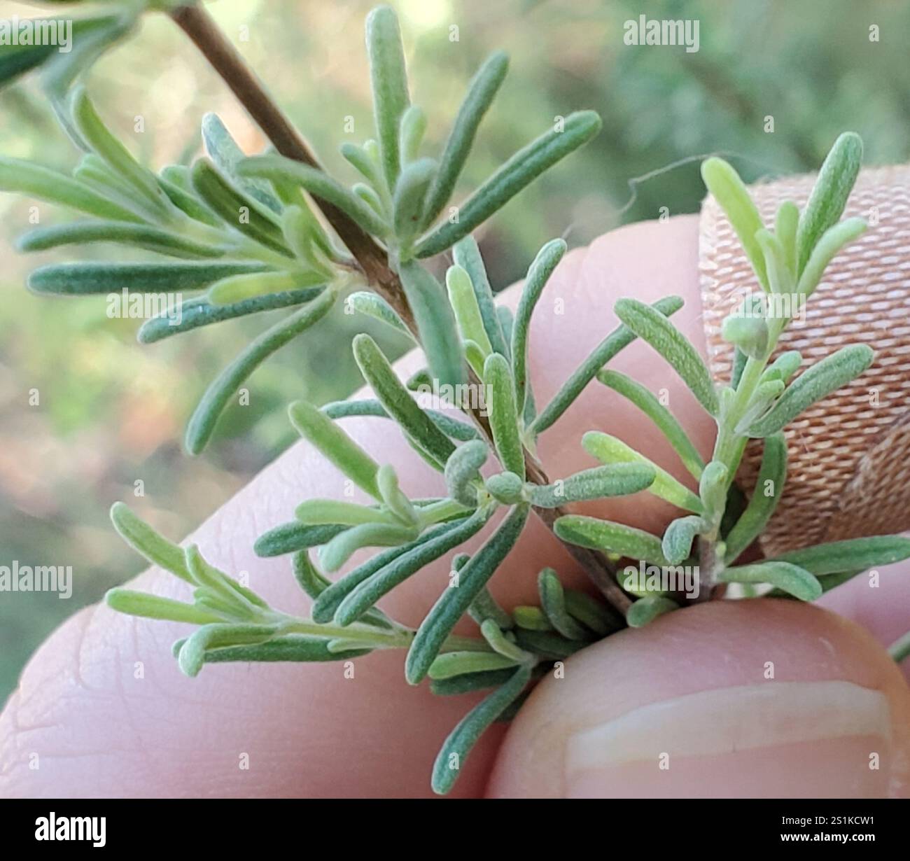 False Rosemary (Conradina canescens Stock Photo - Alamy