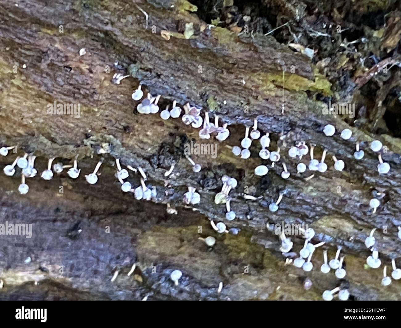 slime molds (Mycetozoa Stock Photo - Alamy