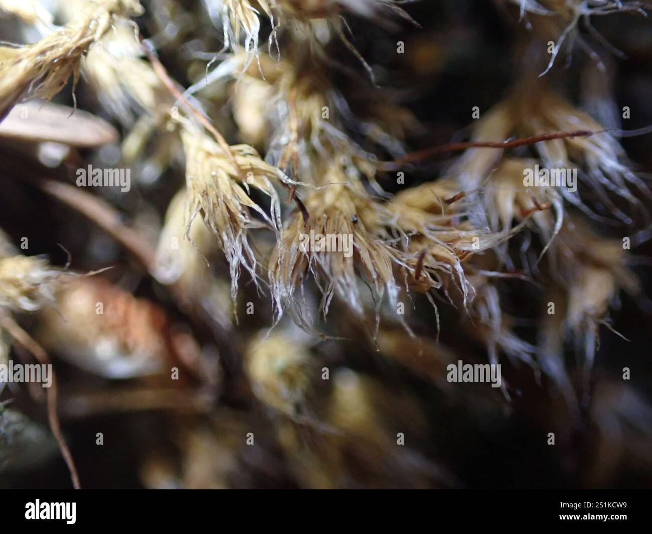 Woolly Fringe-moss (Racomitrium lanuginosum Stock Photo - Alamy