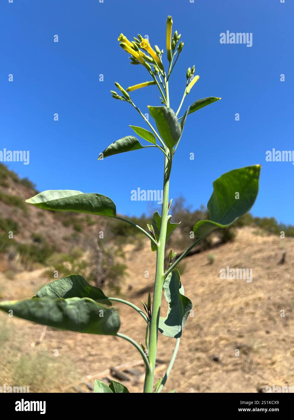 tree tobacco (Nicotiana glauca Stock Photo - Alamy
