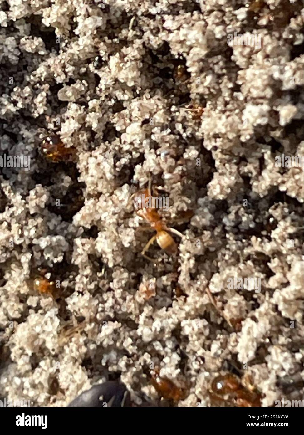 Yellow Pyramid Ant (Dorymyrmex flavus Stock Photo - Alamy