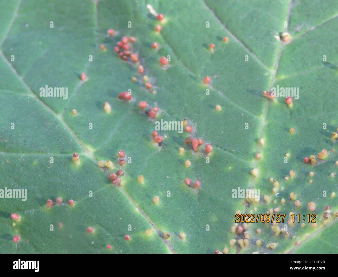 Maple gall mite (Aceria macrorhyncha Stock Photo - Alamy