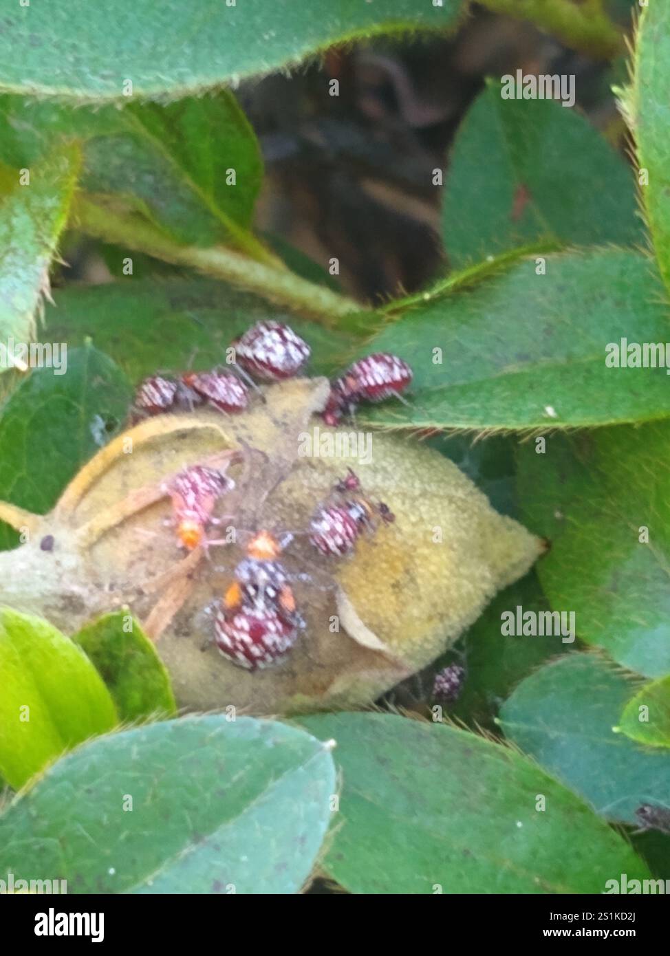 Hibiscus Scentless Plant Bug (Niesthrea louisianica Stock Photo - Alamy