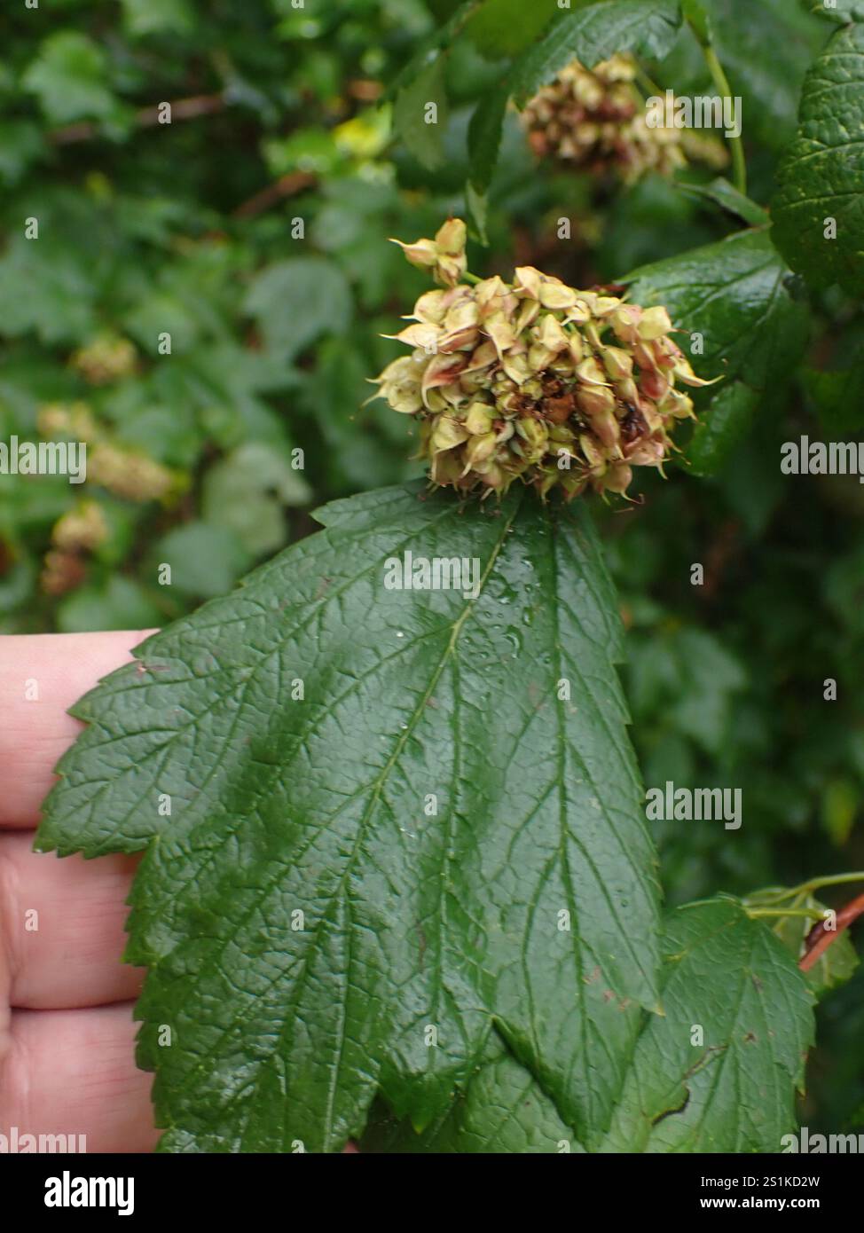 Pacific ninebark (Physocarpus capitatus Stock Photo - Alamy