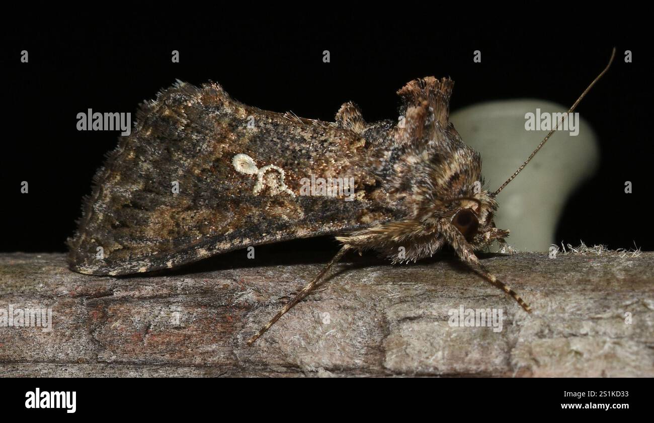 Cabbage Looper Moth (Trichoplusia ni Stock Photo - Alamy
