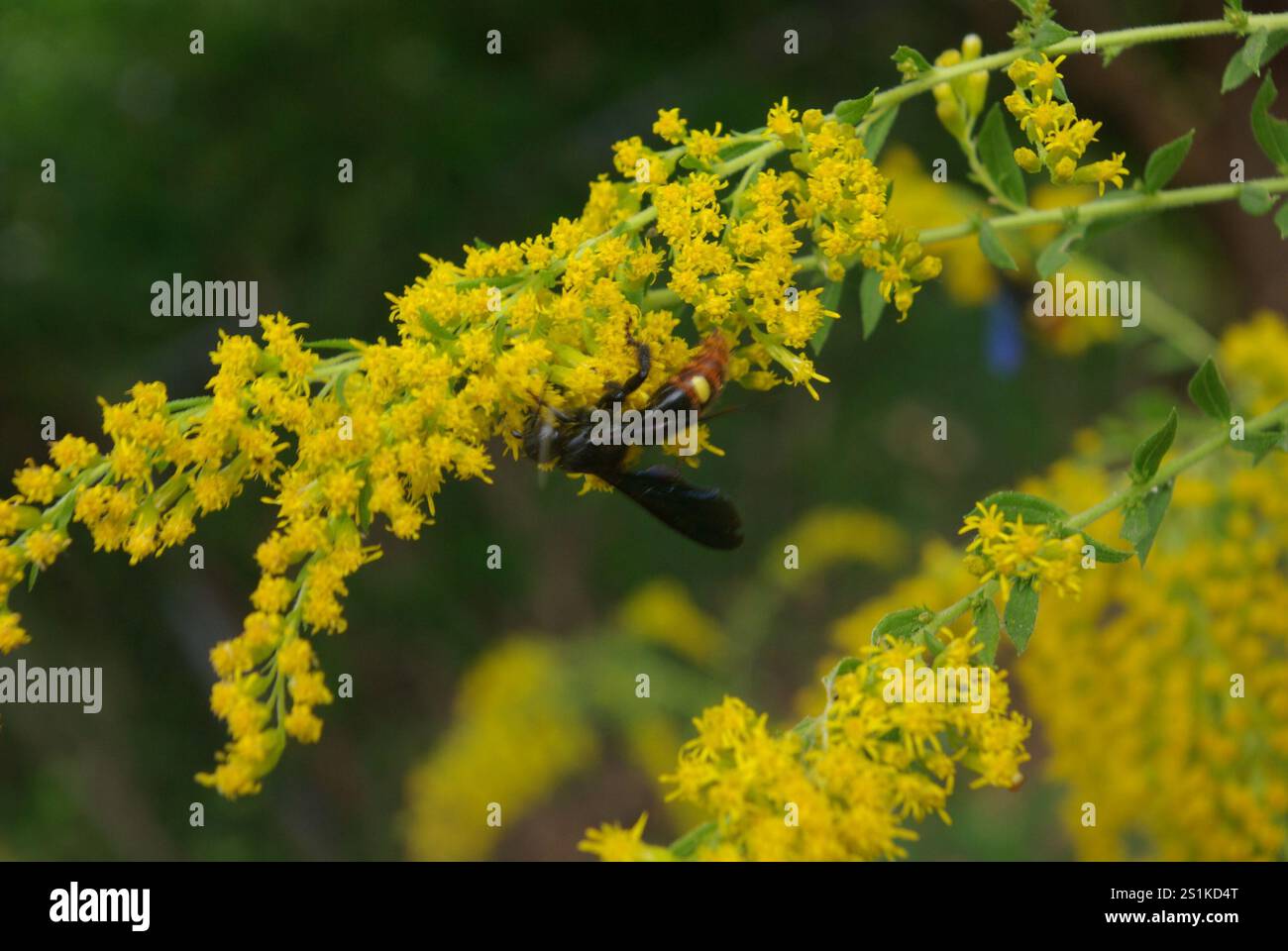 Blue-winged Scoliid Wasp (Scolia dubia Stock Photo - Alamy