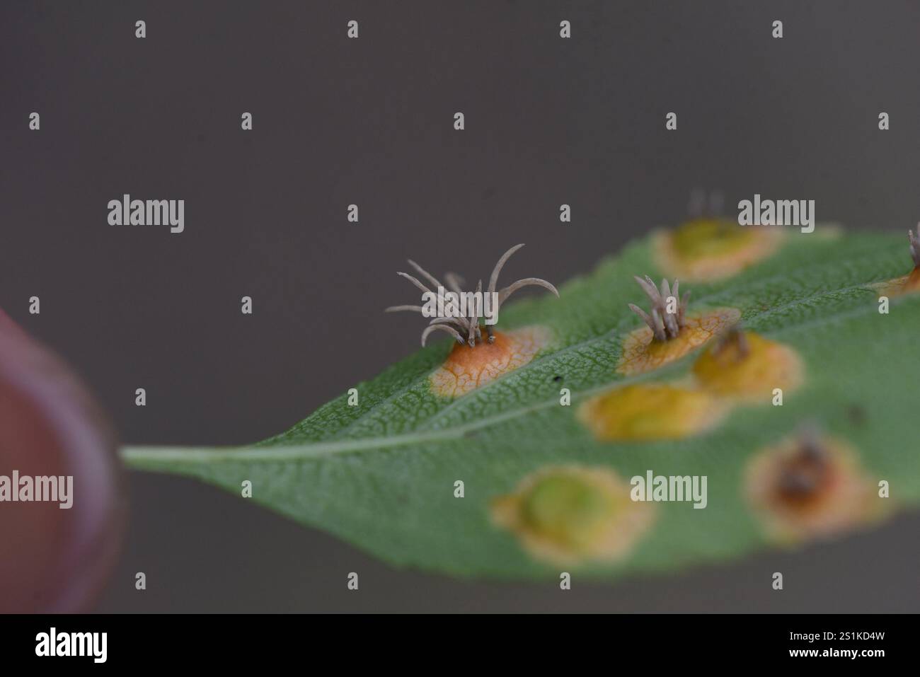 Cedar-Hawthorn Rust (Gymnosporangium globosum Stock Photo - Alamy