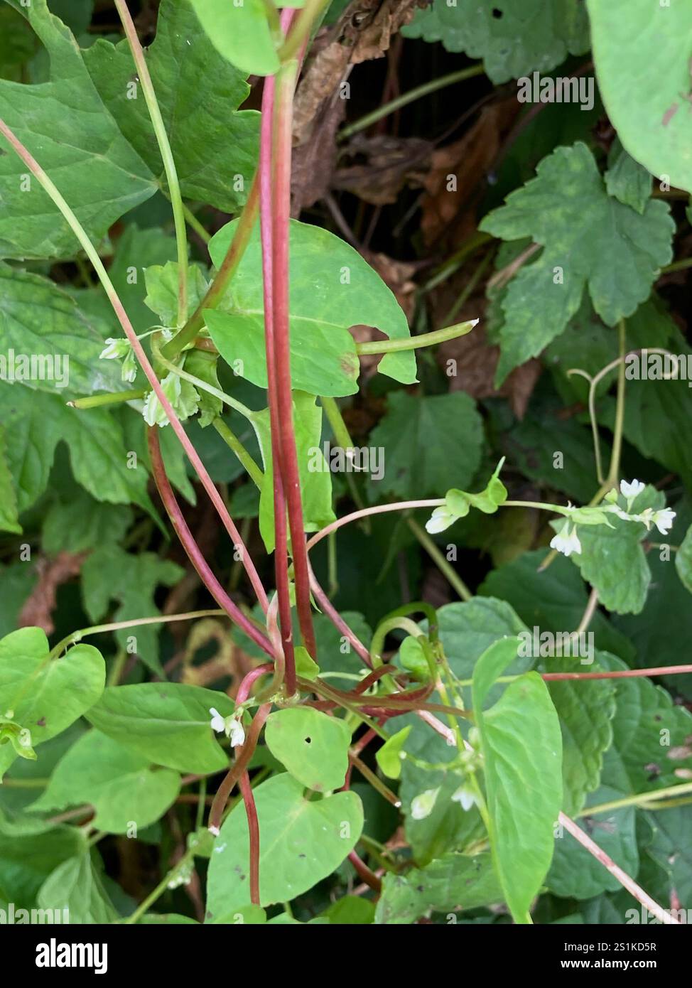 climbing false buckwheat (Fallopia scandens Stock Photo - Alamy