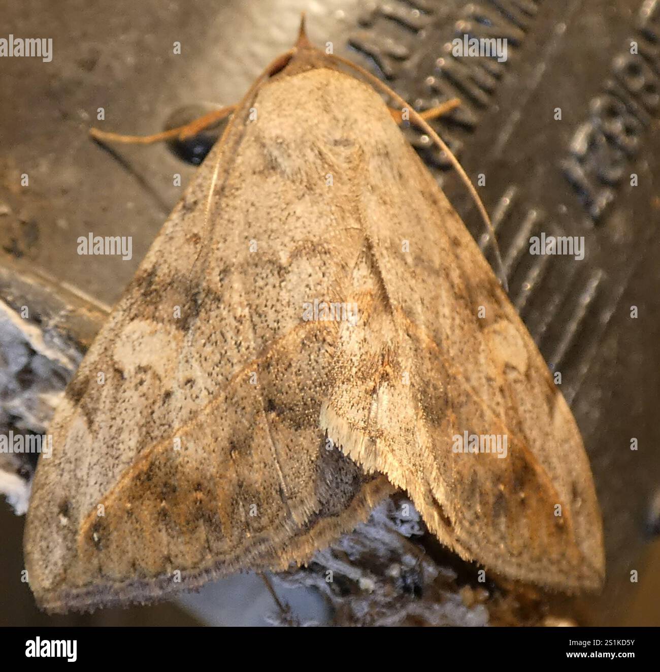 Velvetbean Caterpillar Moth (Anticarsia gemmatalis Stock Photo - Alamy