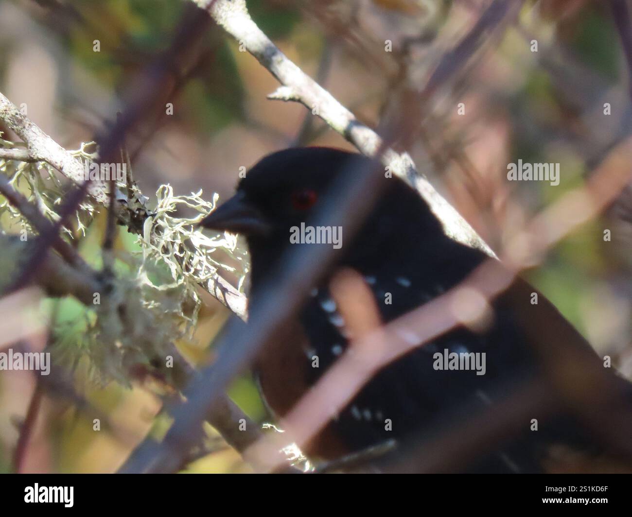 Spotted Towhee (Pipilo maculatus Stock Photo - Alamy