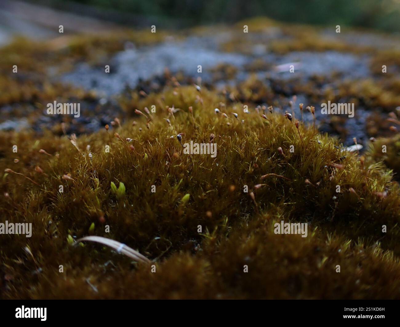 Sharp-leaved Blindia (Blindia acuta Stock Photo - Alamy