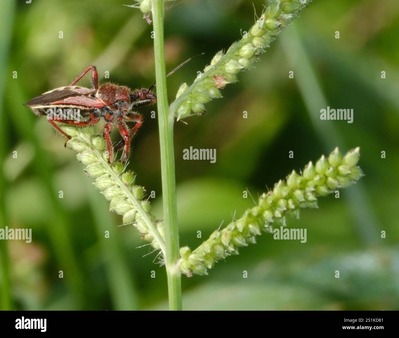 Plains Bee Assassin (Apiomerus spissipes Stock Photo - Alamy