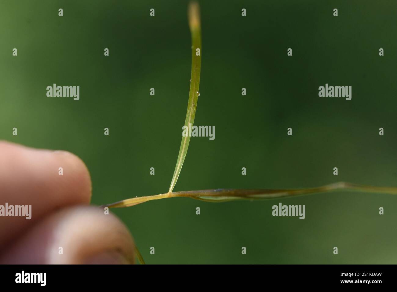 pondweed family (Potamogetonaceae Stock Photo - Alamy