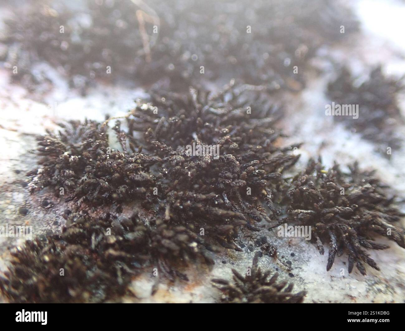 Black Rock Moss (Andreaea rupestris Stock Photo - Alamy