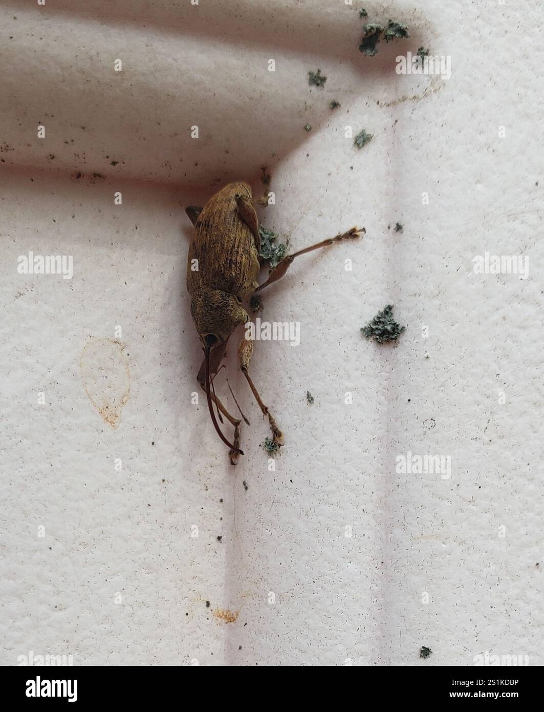 Nut and Acorn Weevils (Curculio Stock Photo - Alamy