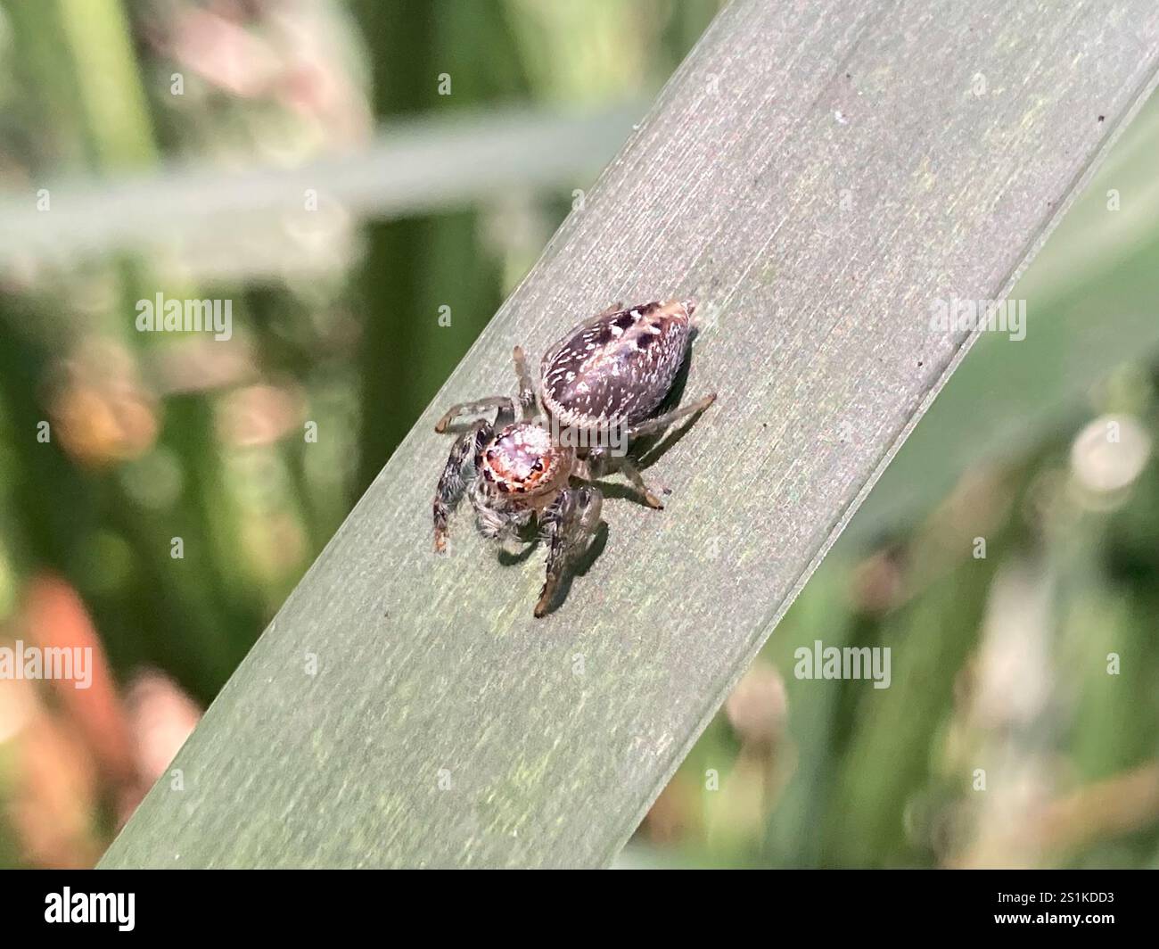 Garden Jumping Spiders (Opisthoncus Stock Photo - Alamy