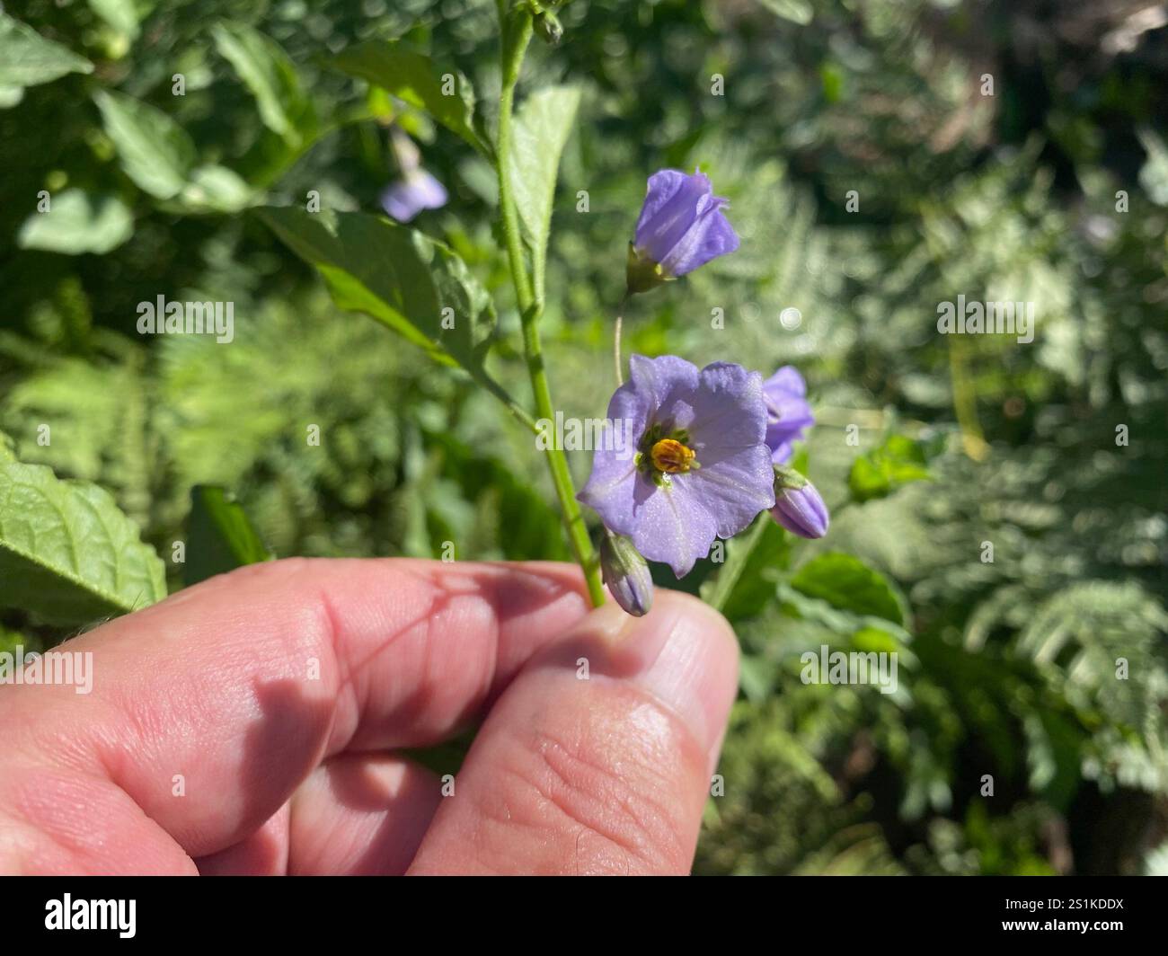 purple nightshade (Solanum xanti Stock Photo - Alamy
